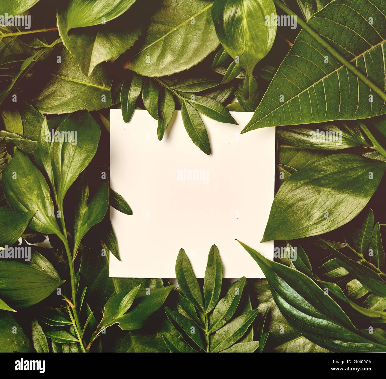 leaf flower greeting card note paper frame background flat lay floral ...