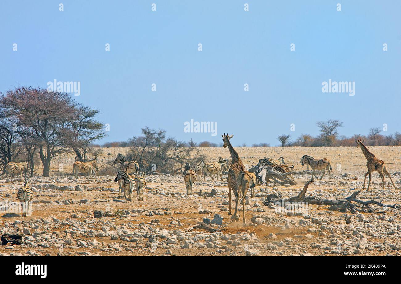 Animals in namibia hi-res stock photography and images - Alamy