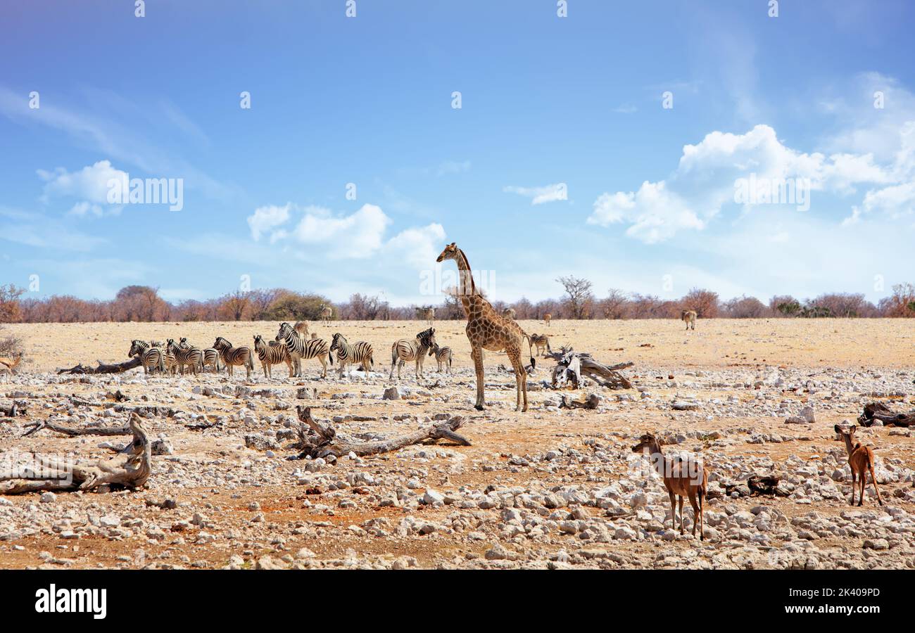 African Plains teeming with animals including giraffe, zebraand kudu ...