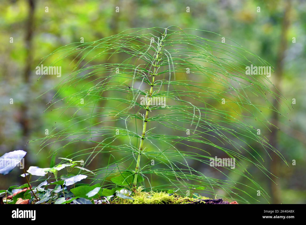 Horsetail (Equisetum) in a forest. It is a medicinal plant Stock Photo ...