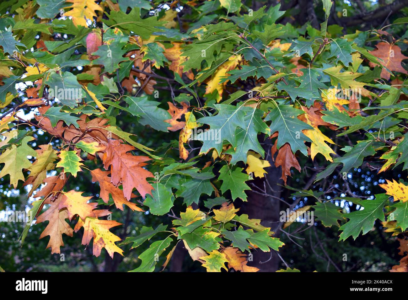 Fall foliage of the American oak (Quercus rubra Stock Photo - Alamy