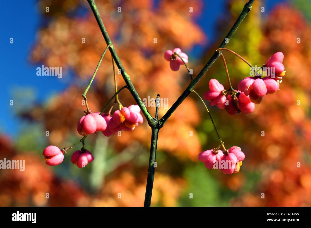 Fruits of the European spindle (Euonymus europaeus) in autumn Stock ...