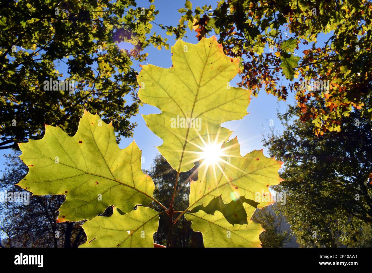 Leaves of the American oak (Quercus rubra) in backlit fall colors with ...