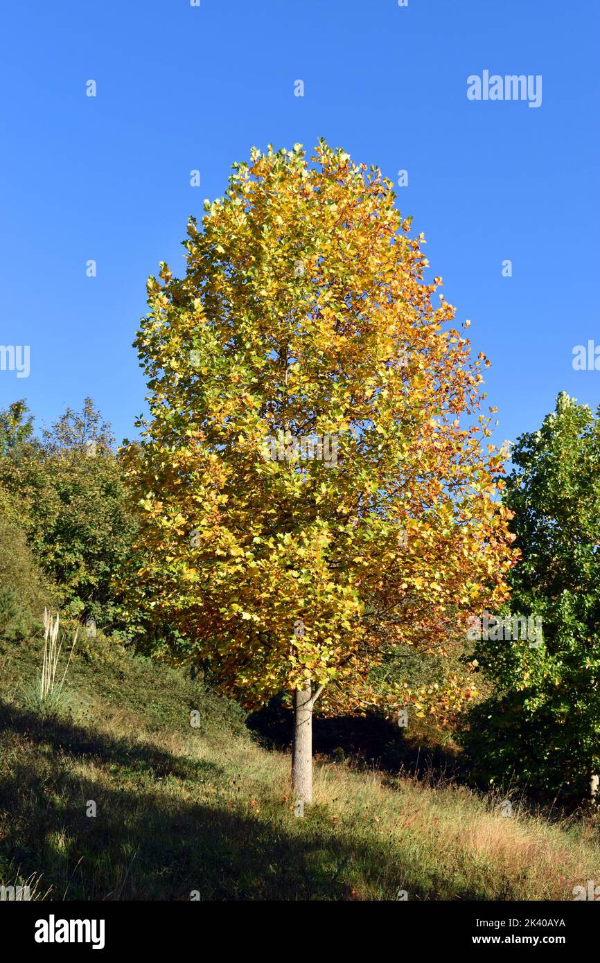 Tulip tree (Liriodendron tulipifera) with autumn foliage Stock Photo ...