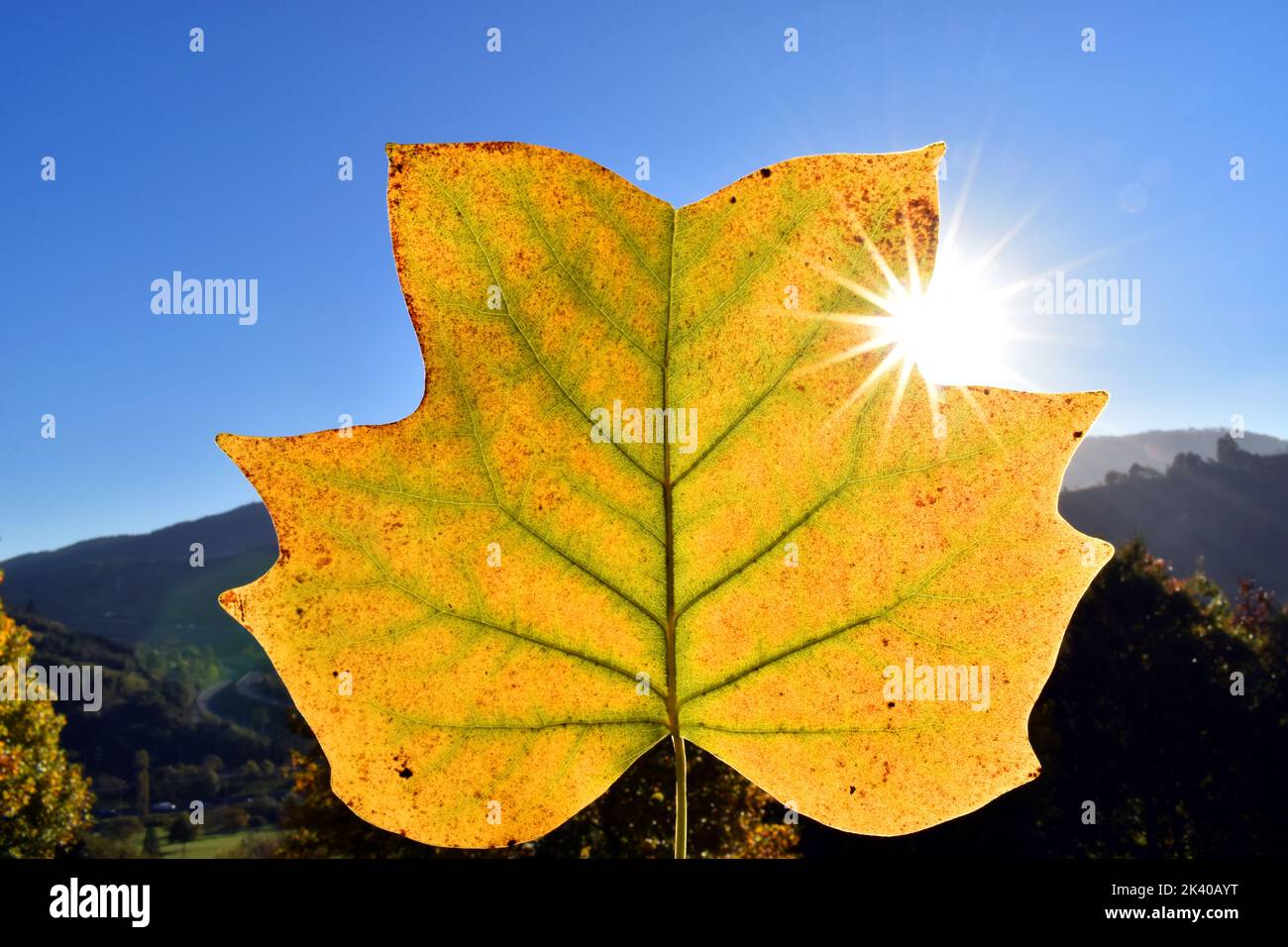 Tulip tree leaf (Liriodendron tulipifera) backlit with sun flare Stock ...