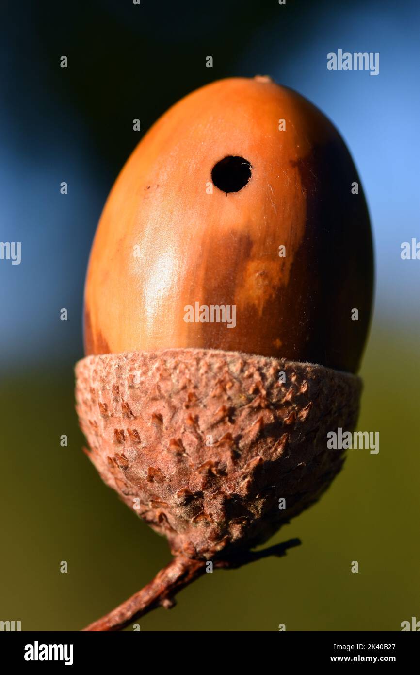 Acorn of pedunculated oak (Quercus robur) attacked by a parasite Stock ...