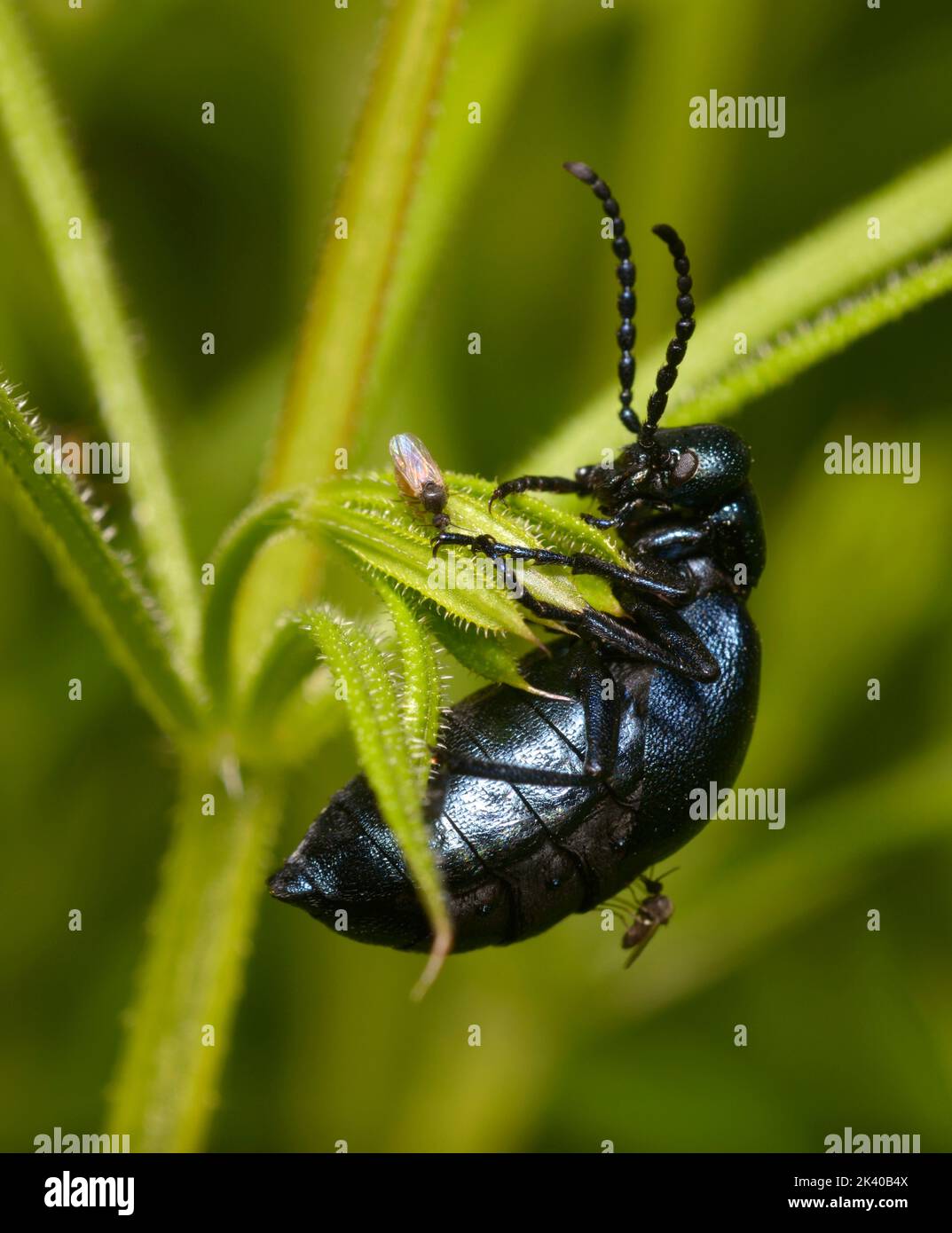Biting midge Forcipomyia feeding on the hemolymph of the violet oil ...