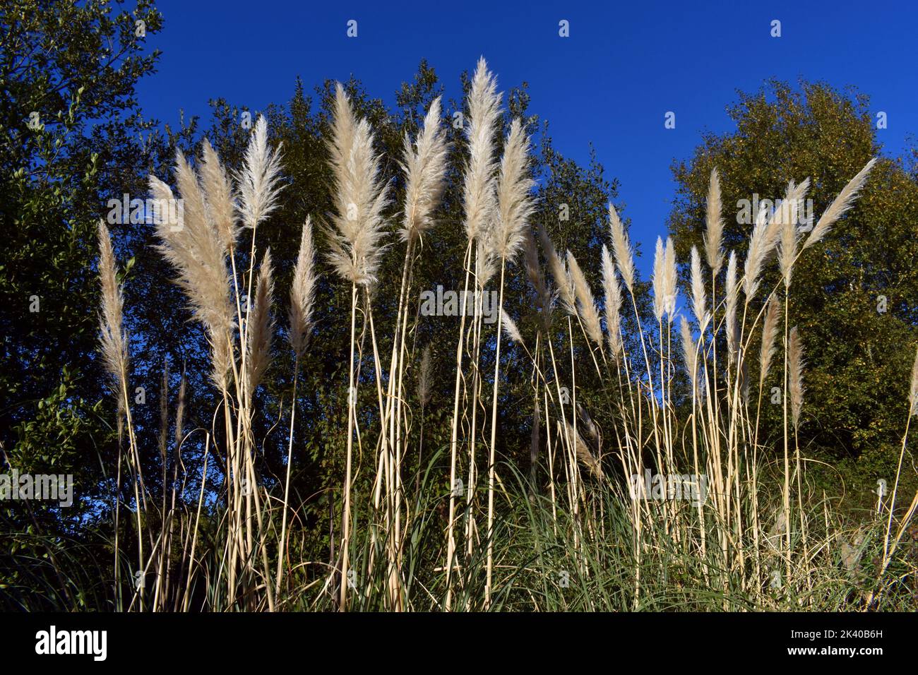 The pampas grass (Cortaderia Selloana) is a very common invasive plant ...