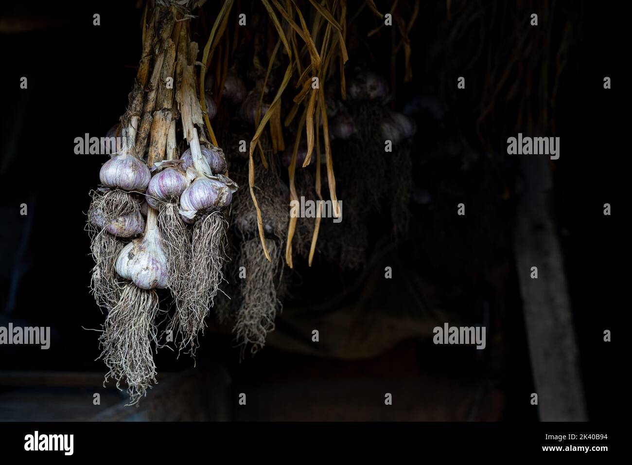 bunch of garlic hanging in the barn. bunch of garlic Stock Photo - Alamy