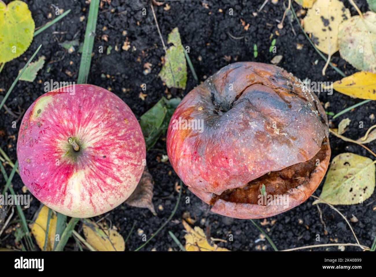 rotten apple lies on the ground in the garden. rotten apple Stock Photo ...