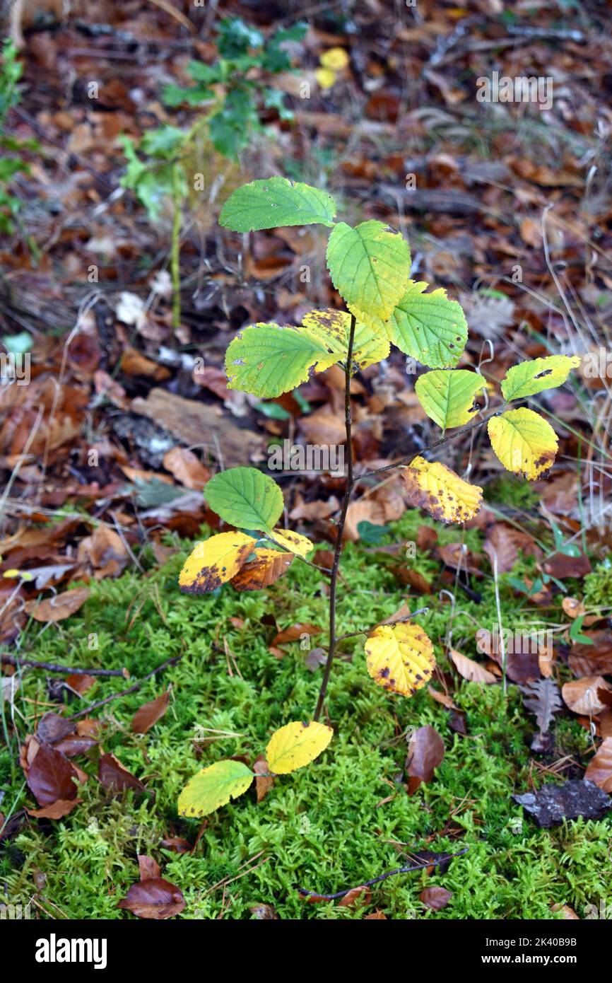 Young whitebeam sorbus aria hi-res stock photography and images - Alamy