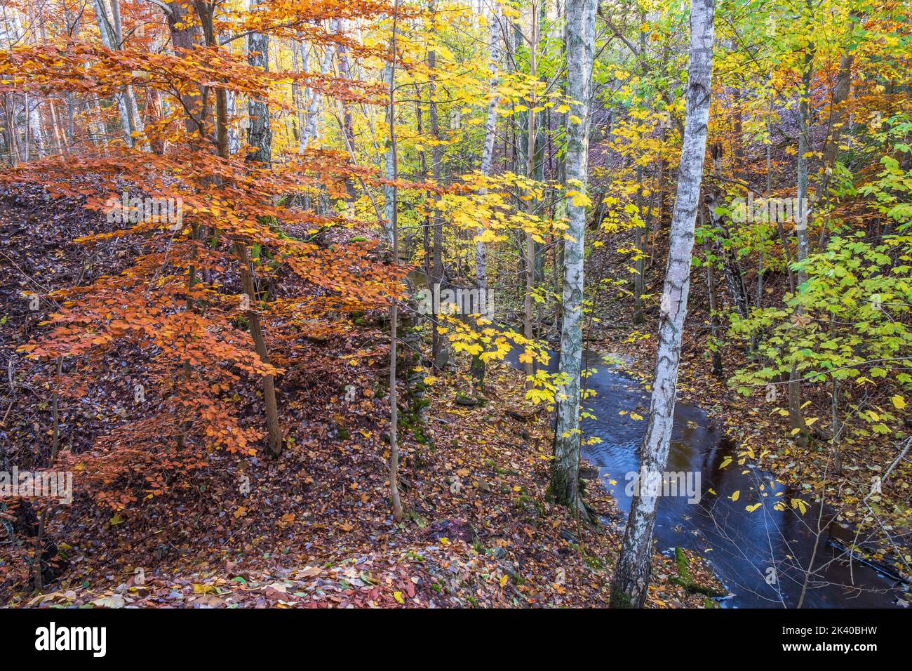 Fall autumn leaves tree trees colors colorful water birch hi-res stock ...
