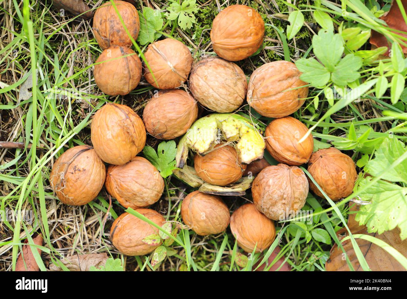 fresh walnuts are collected in the fall Stock Photo - Alamy