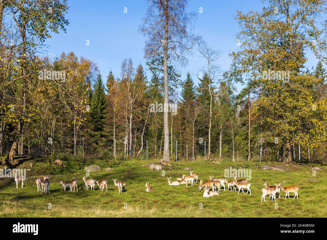 Herd with Fallow deer on a meadow by the forest Stock Photo - Alamy
