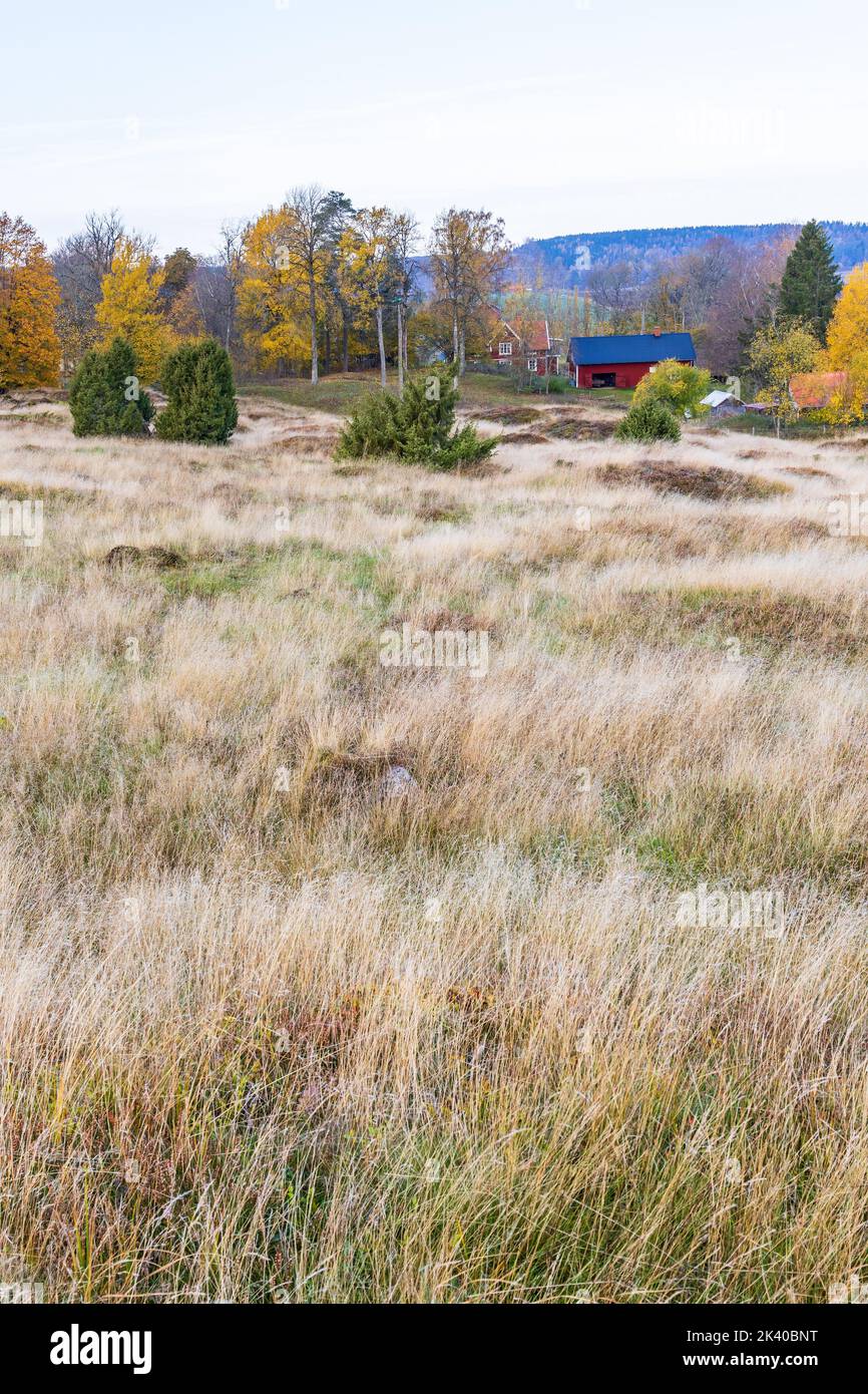 View at a grass meadow in autumn Stock Photo - Alamy