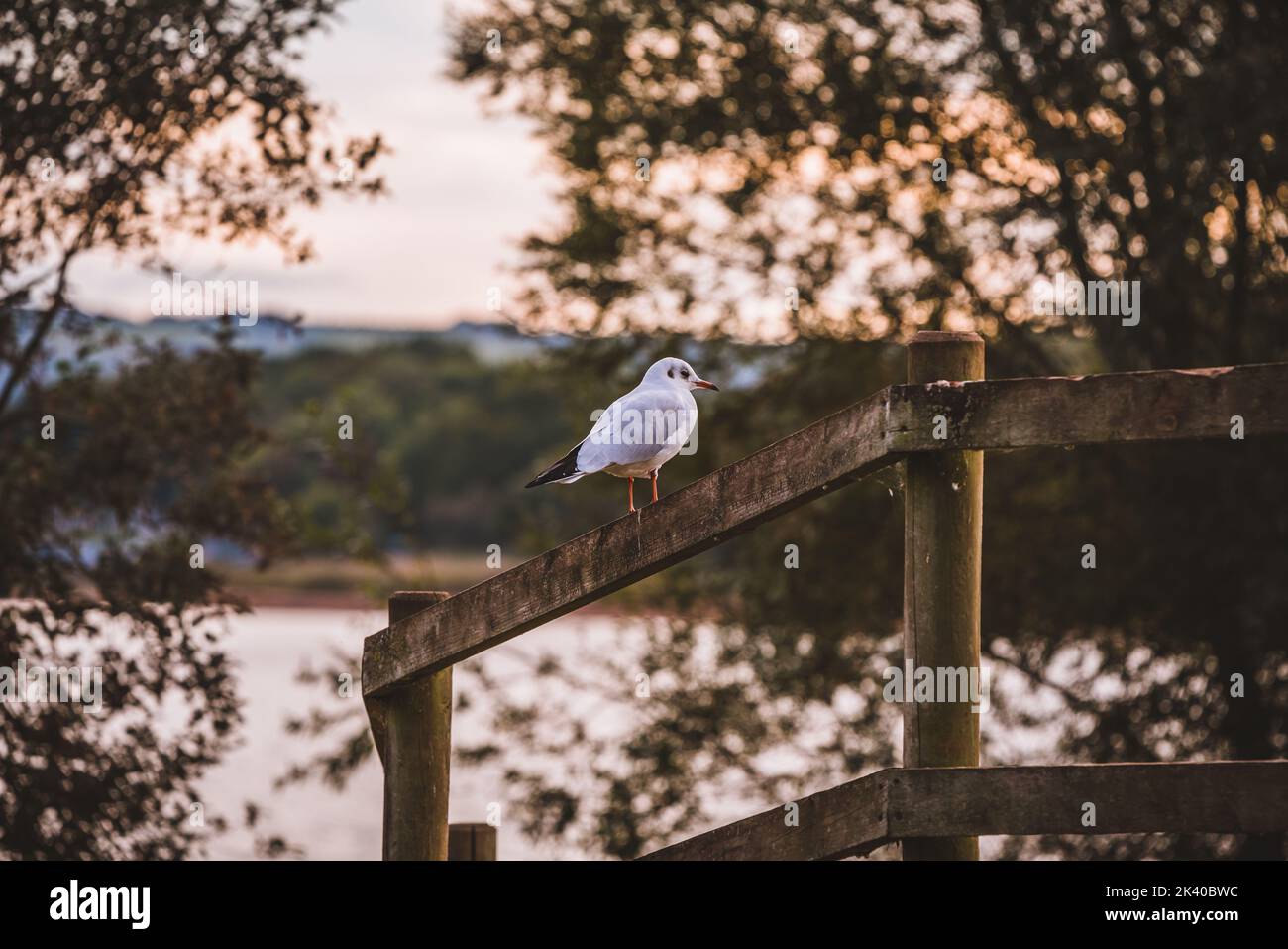 Bird resting in wooden fence Stock Photo - Alamy