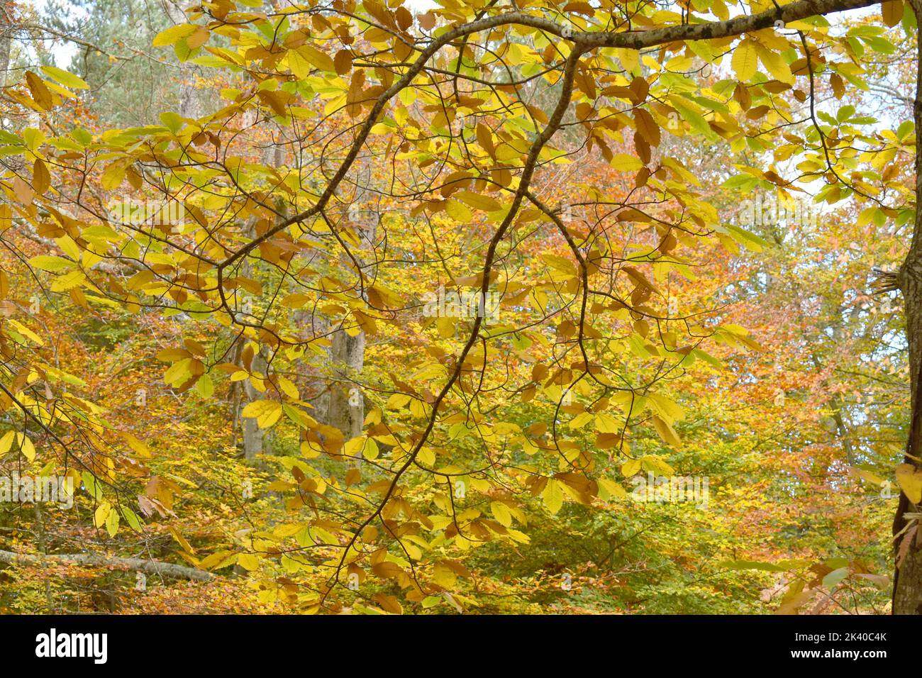 Common chestnut (Castanea sativa) with fall foliage Stock Photo - Alamy