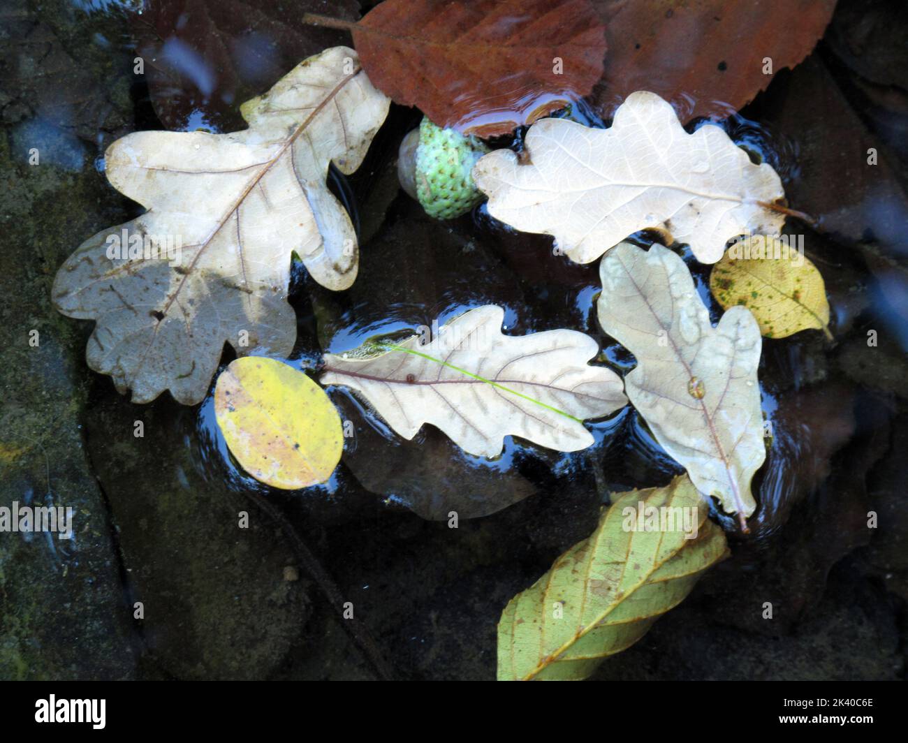 Float oak leaves hi-res stock photography and images - Alamy