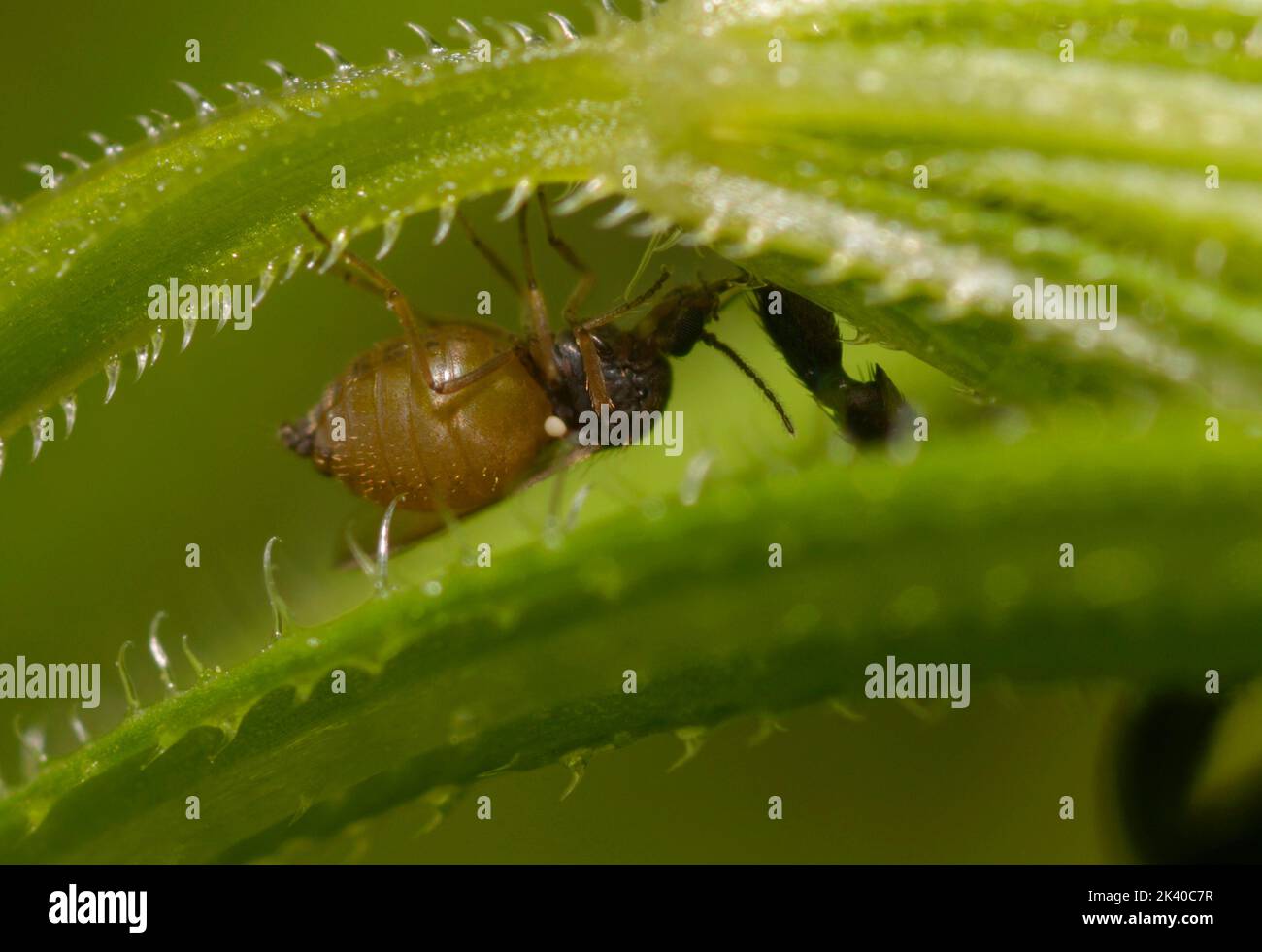 Biting bloated midge Forcipomyia feeding on the hemolymph of beetle ...