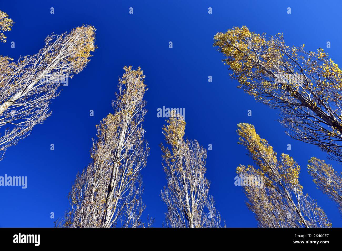 Horizontal image of black poplar (Populus nigra) with fall foliage ...