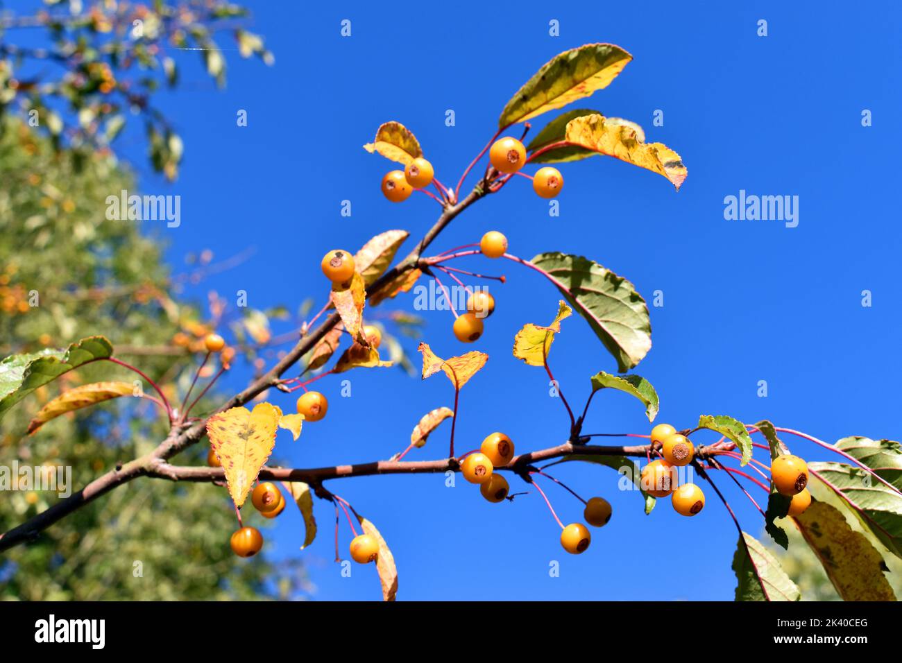 Autumnal fruits of Japanese flowering crabapple (Malus floribunda Stock ...