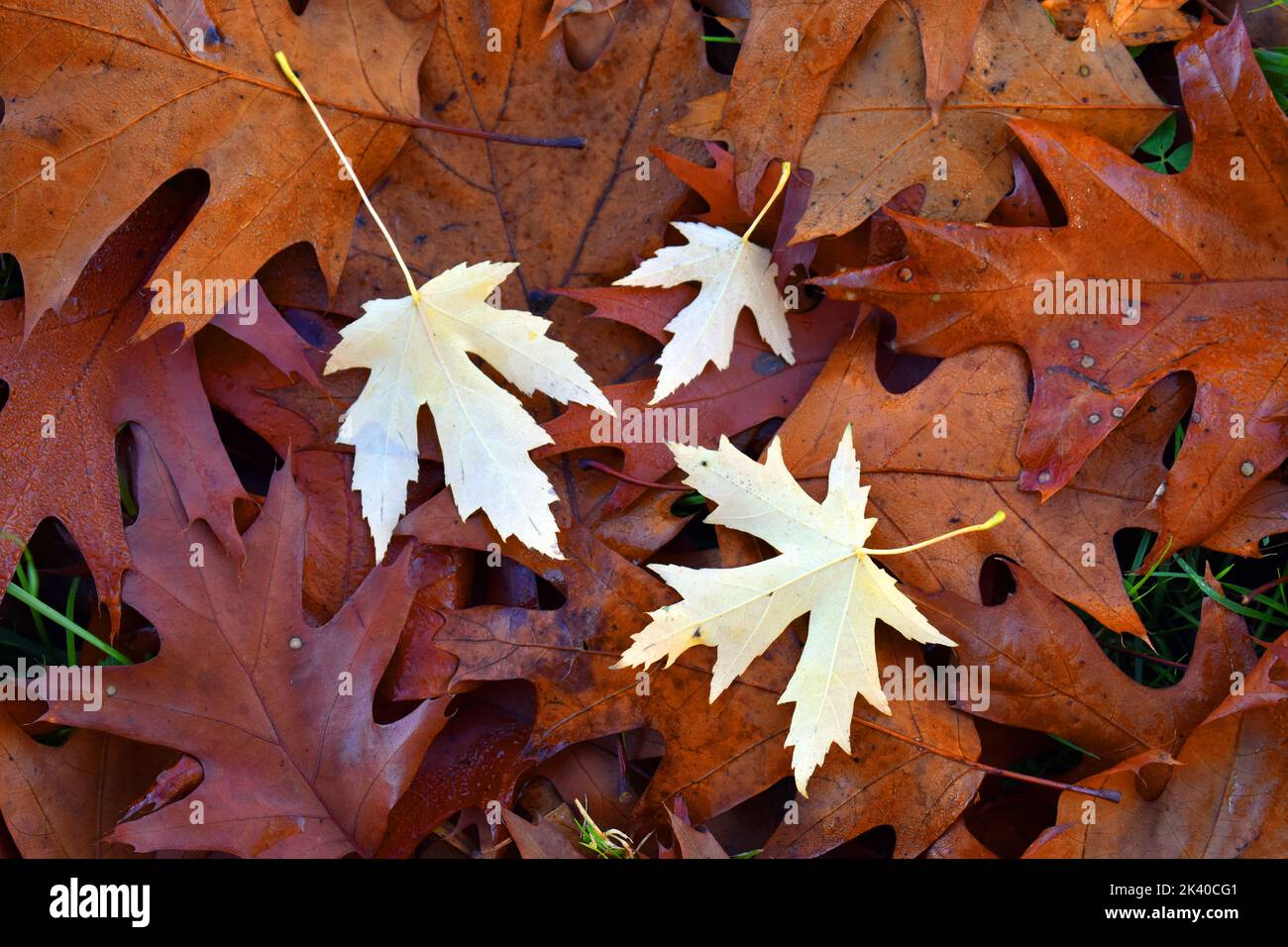 Maple leaves (Acer saccharinum) on fallen oak leaves on the ground ...