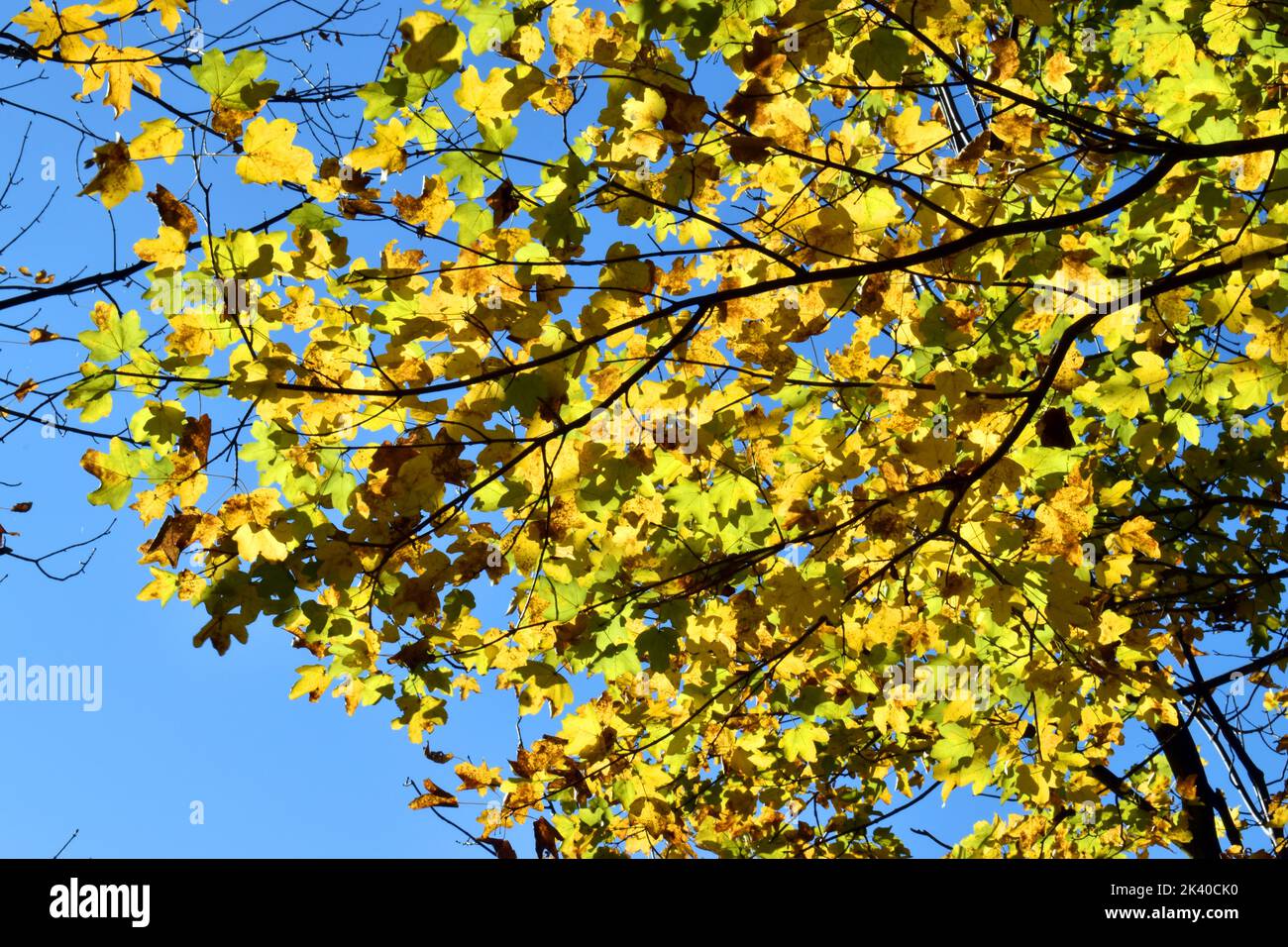 Autumn colored leaves of country maple (Acer campestre Stock Photo - Alamy