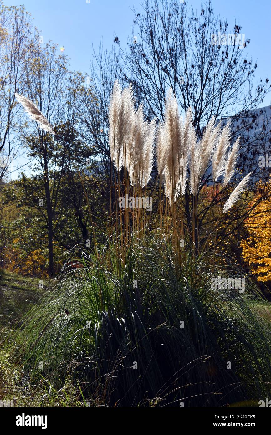 The pampas grass (Cortaderia Selloana) is a very common invasive plant ...