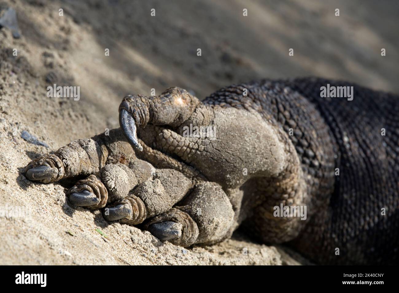 Komodo dragon (Varanus komodoensis Stock Photo - Alamy