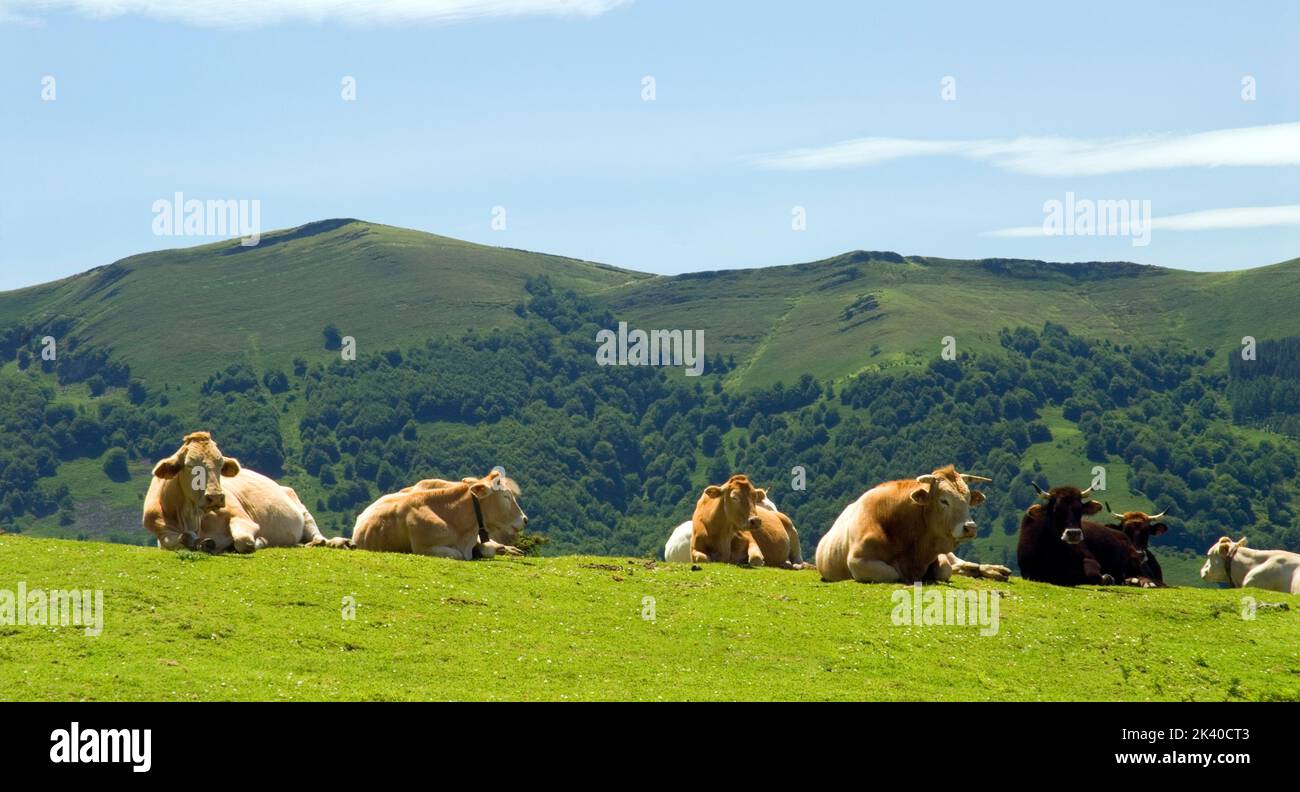 Cows resting in a meadow. Gorbeia (or Gorbea) Natural Park. Basque ...
