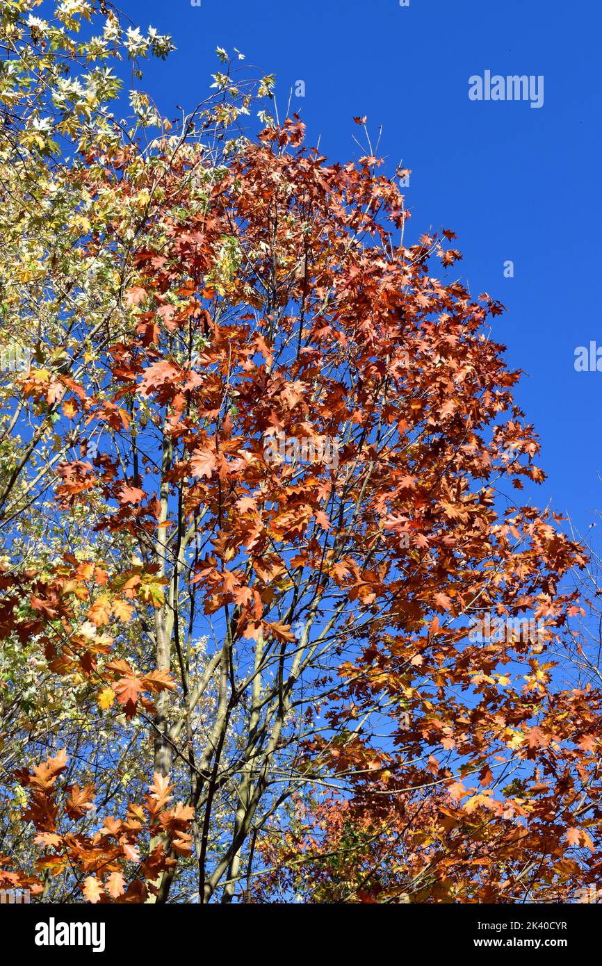 Leaves of the American oak (Quercus rubra) in fall Stock Photo - Alamy
