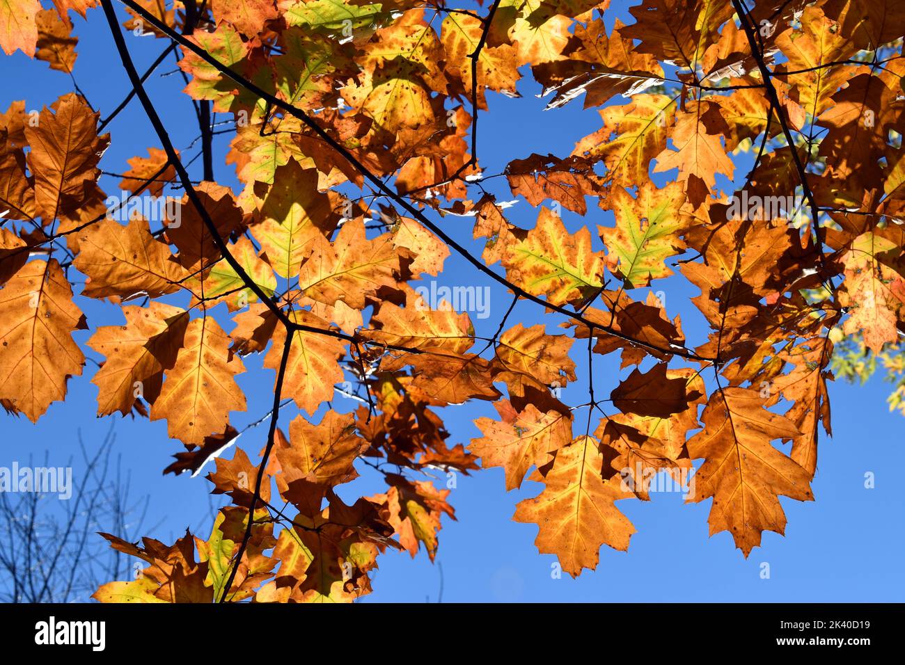 Leaves of the American oak (Quercus rubra) in backlit fall colors Stock ...