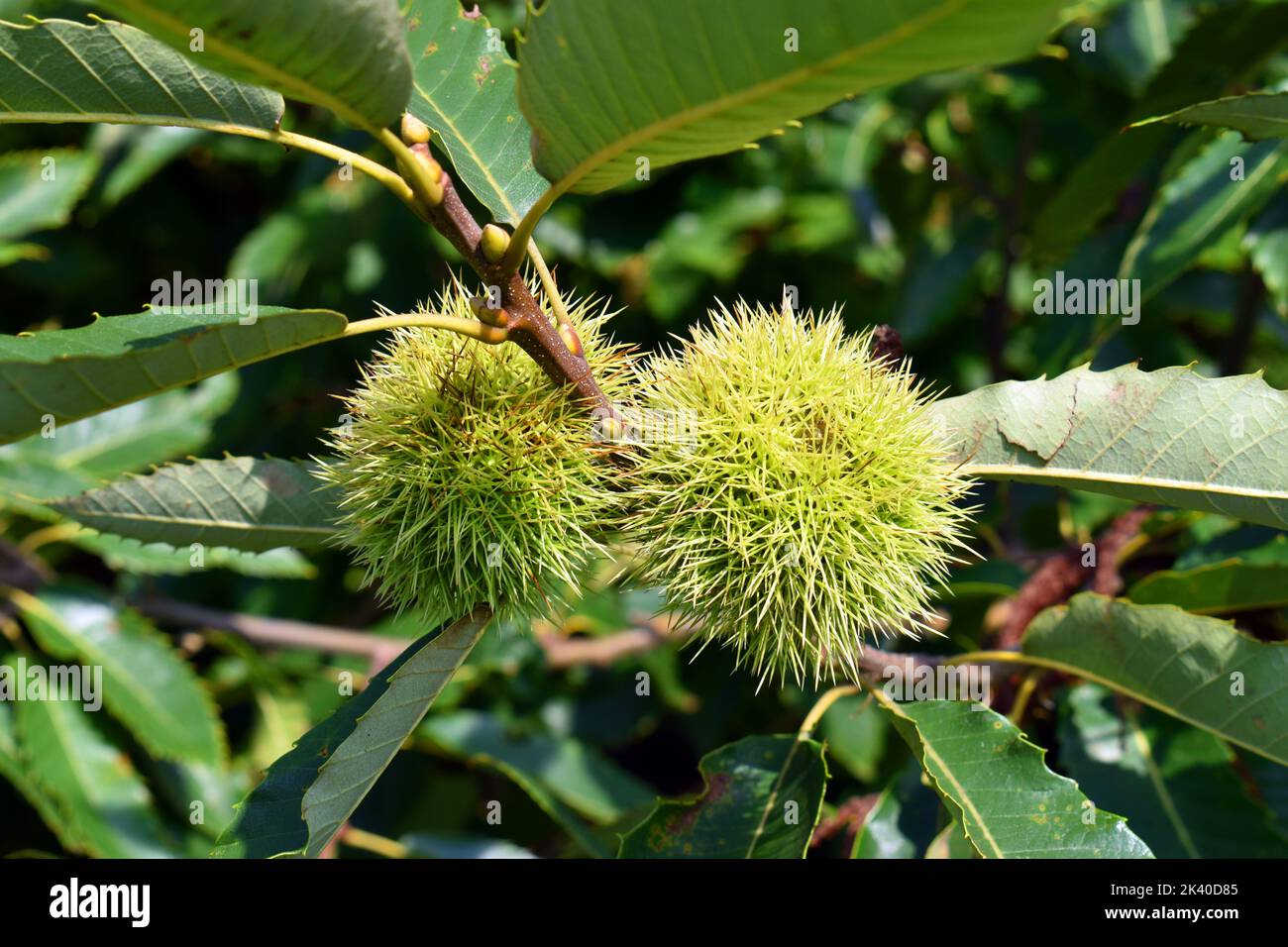 Chestnuts on the branches of a chestnut tree (Castanea sativa Stock ...