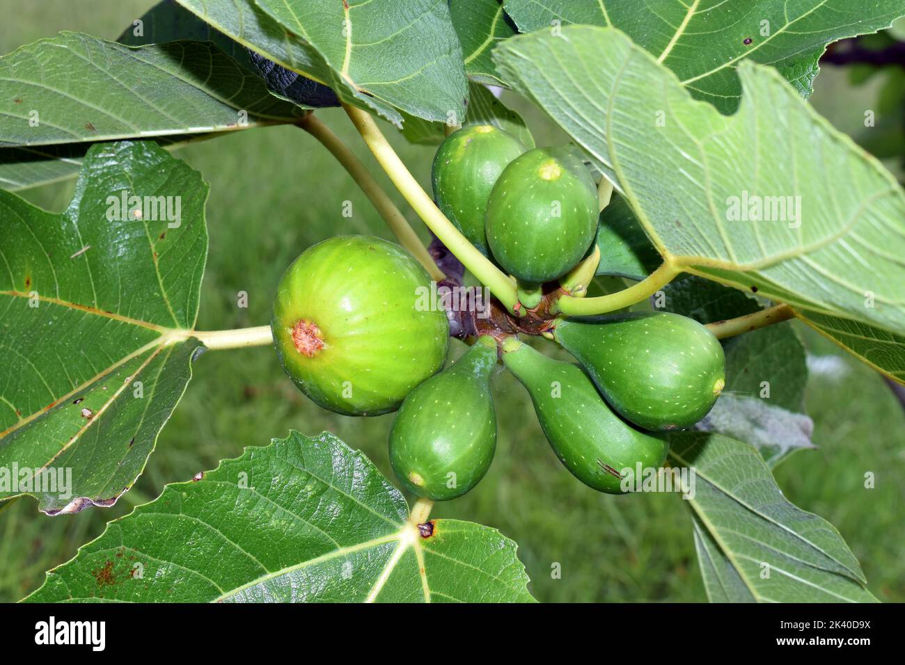 Figs ficus carica on a tree hi-res stock photography and images - Alamy