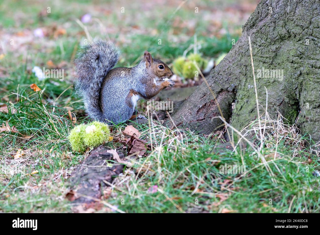 Conkers tree squirrel hi-res stock photography and images - Alamy