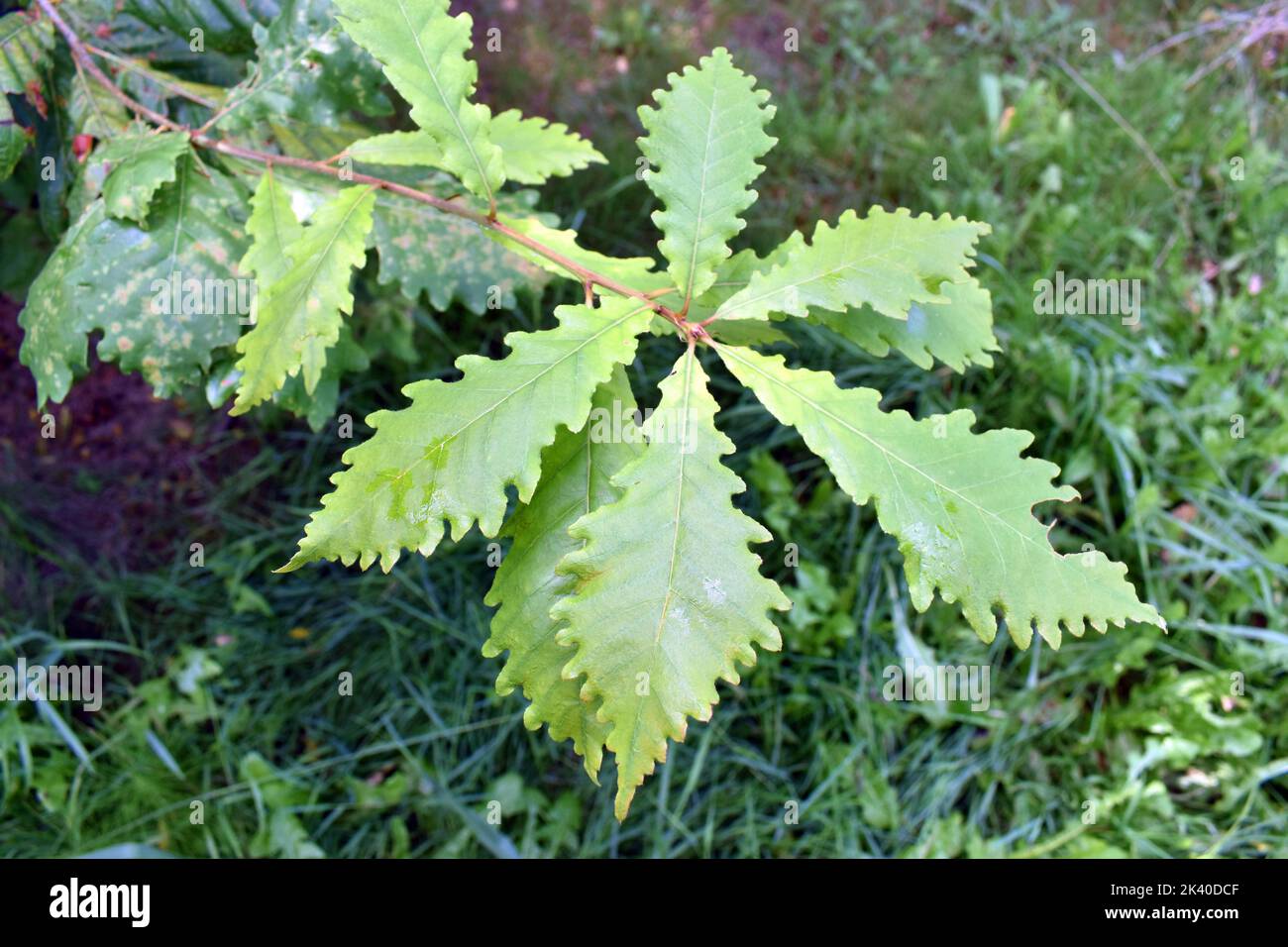 Detail of the leaves of Quercus michauxii, an ornamental tree used in ...