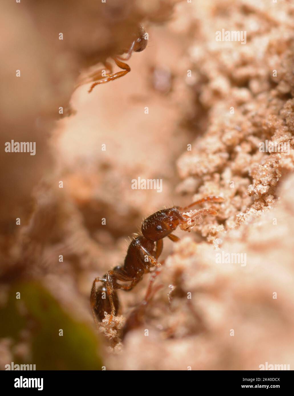Small red ant Myrmica rubra carrying ball of sand for building the ...