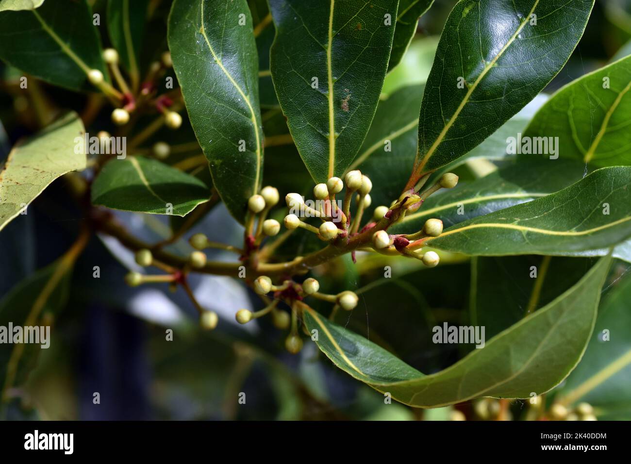Bay leaves (Laurus nobilis) showing their unripe fruits Stock Photo - Alamy