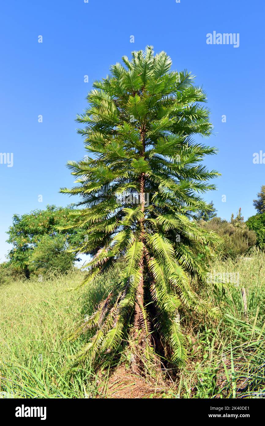 Wollemia nobilis, an ornamental tree used in gardening Arboretum of the ...