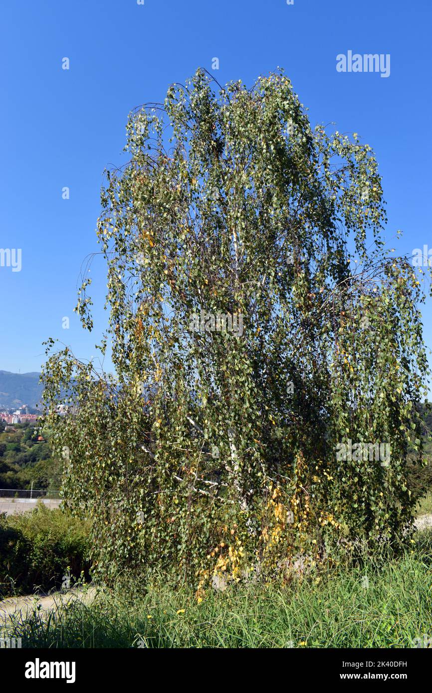 The Betula pendula birch is an ornamental tree used in gardening ...