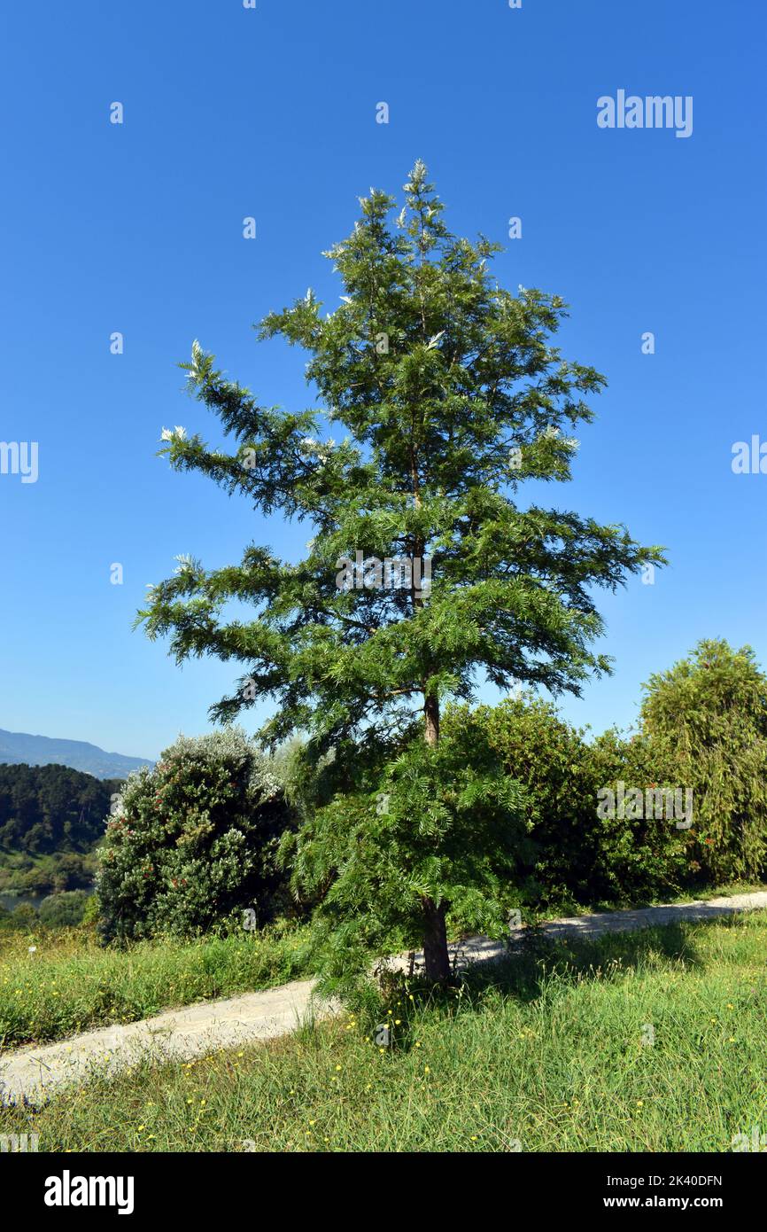 Grevillea robusta is an ornamental tree used in gardening. Arboretum of ...