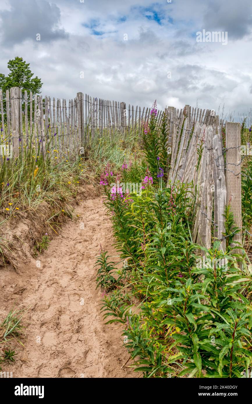Path to the beach through grass covered sand dunes at Broughty Ferry ...
