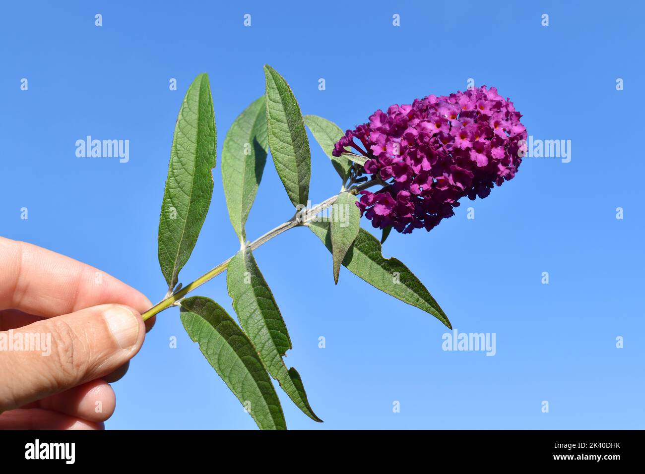 A person holds a flower of Buddleja davidii "Pink Delight Stock Photo ...