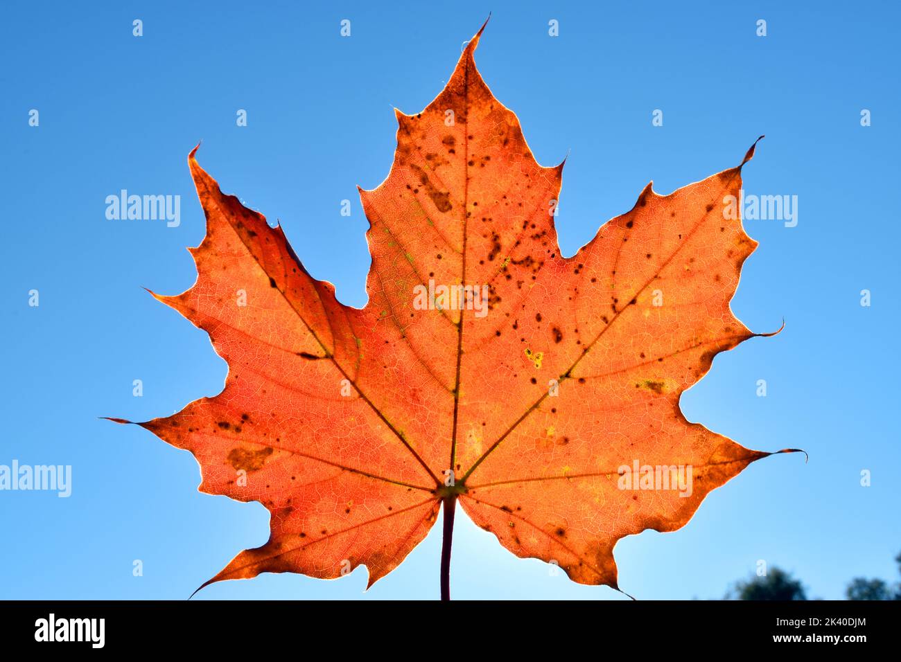 Maple acer sp autumn leaves hi-res stock photography and images - Alamy