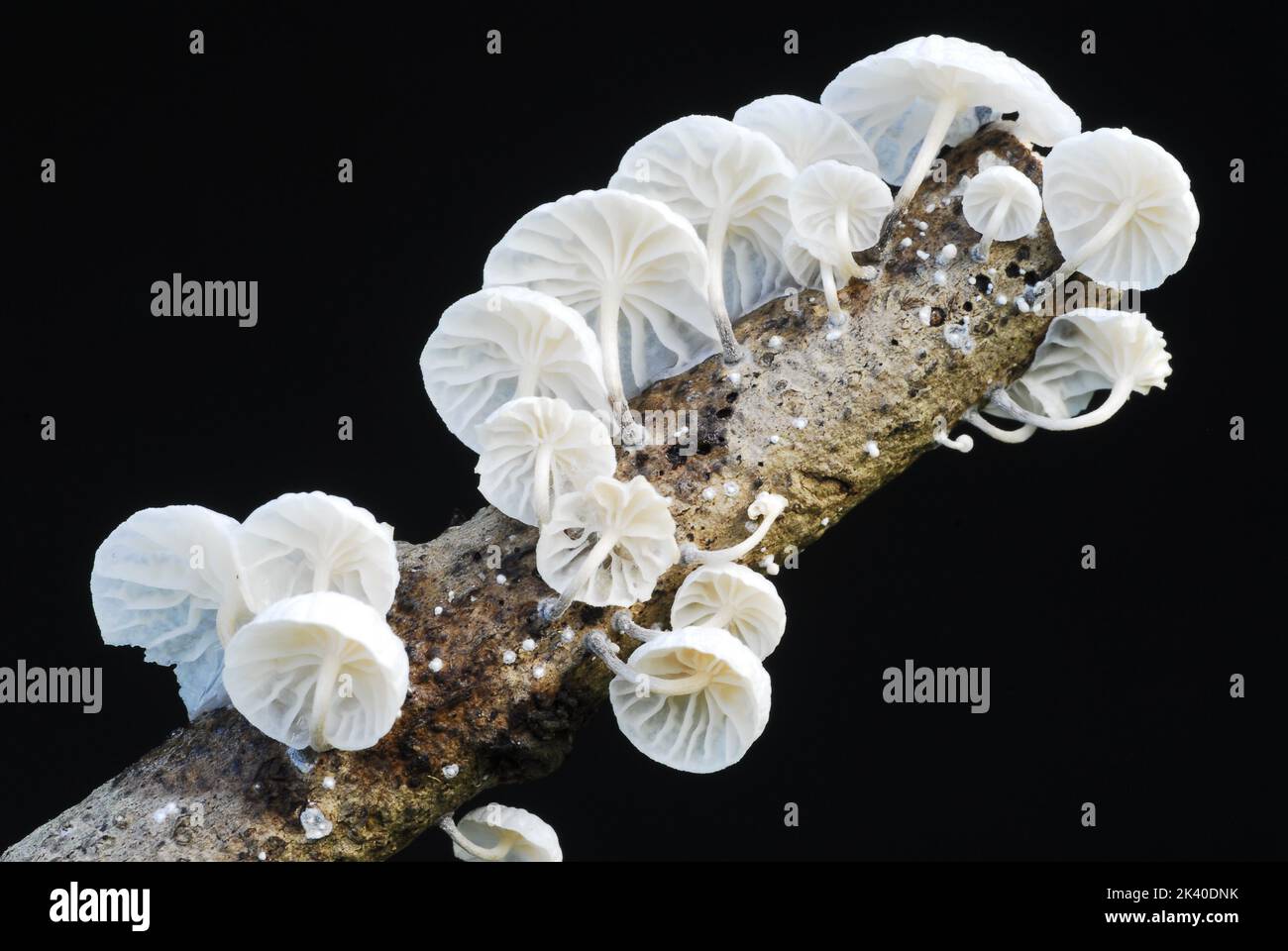 Marasmiellus candidus, fungus that grows on dead branches Stock Photo ...