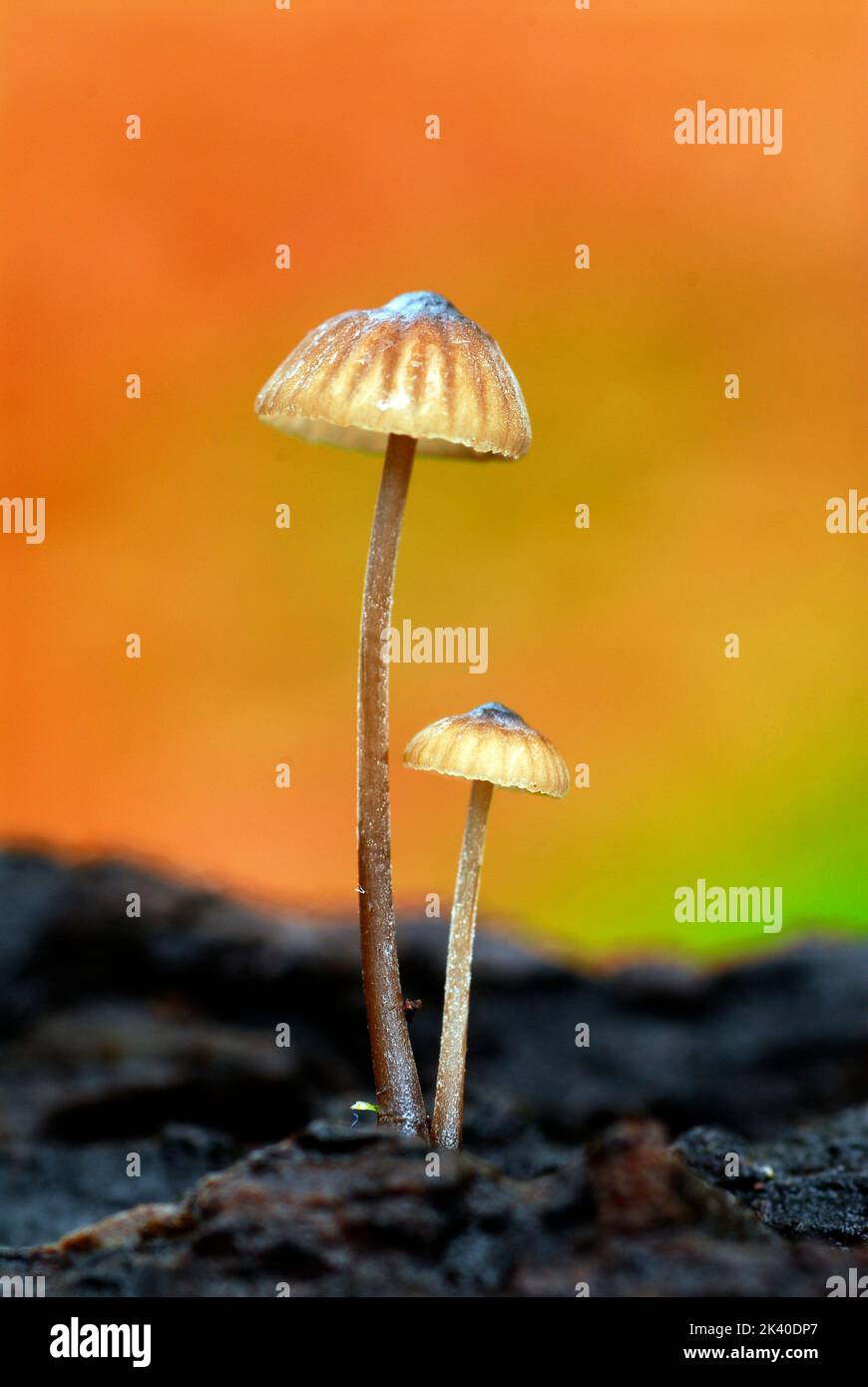 A fungus of the genus Mycena spp. grows on dead beech wood Stock Photo ...