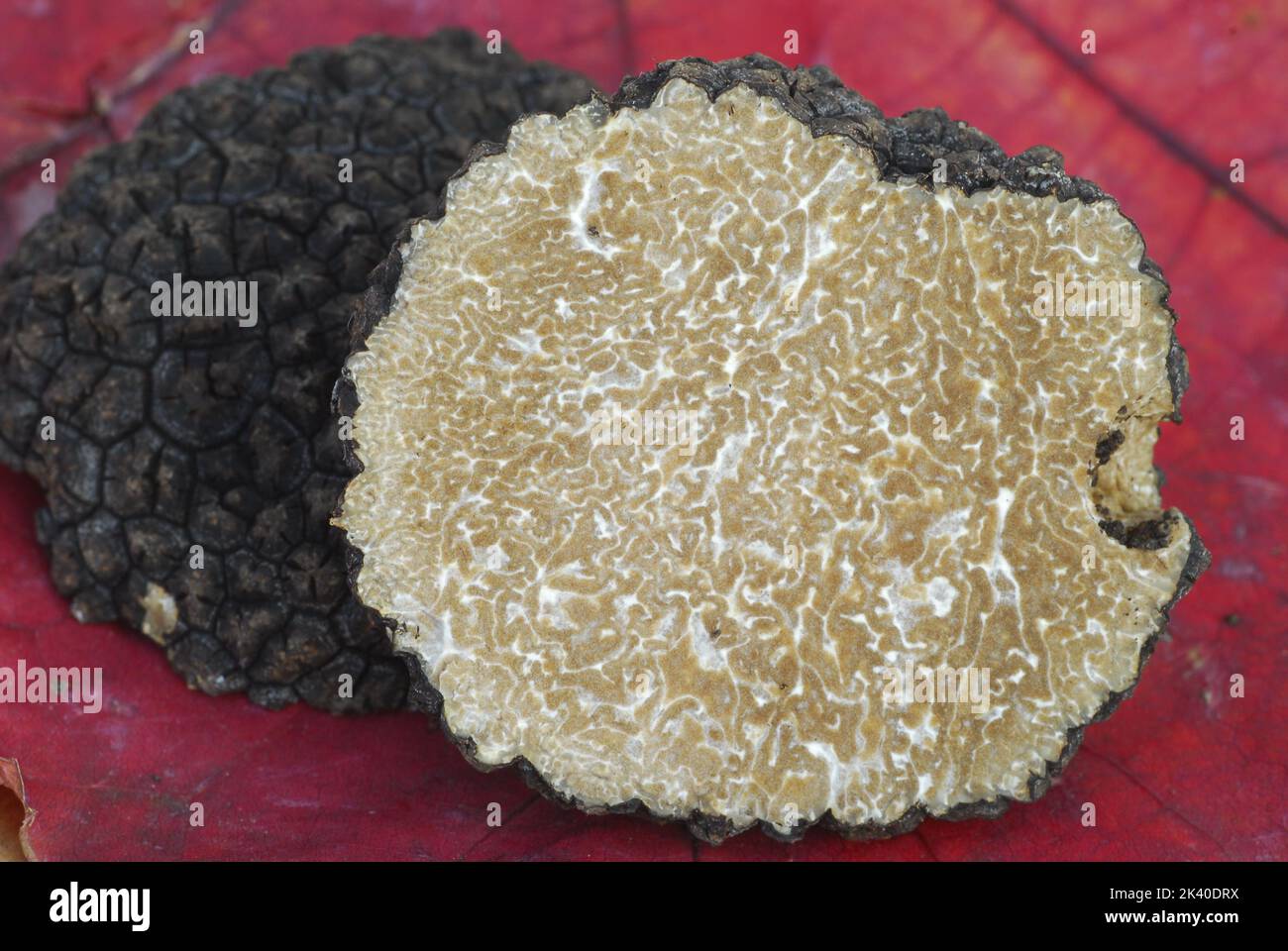 Cross section of a winter truffle Tuber spp. showing the sporangia on a ...