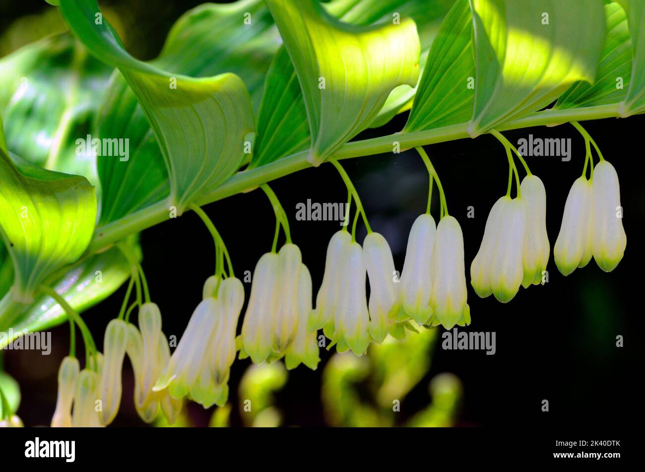 The wild plant Polygonatum odoratum in flower Stock Photo - Alamy