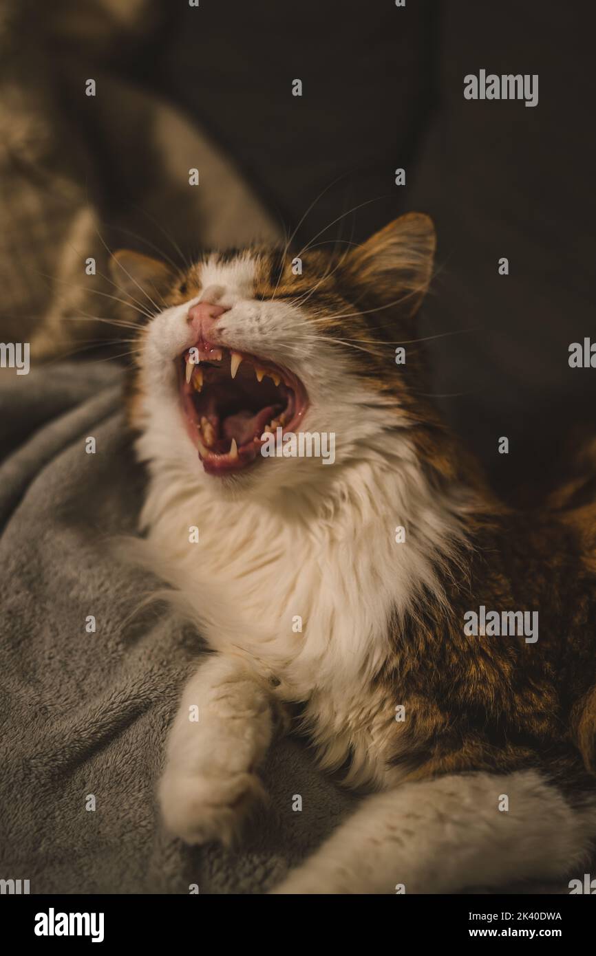 The yawning cat Stock Photo - Alamy