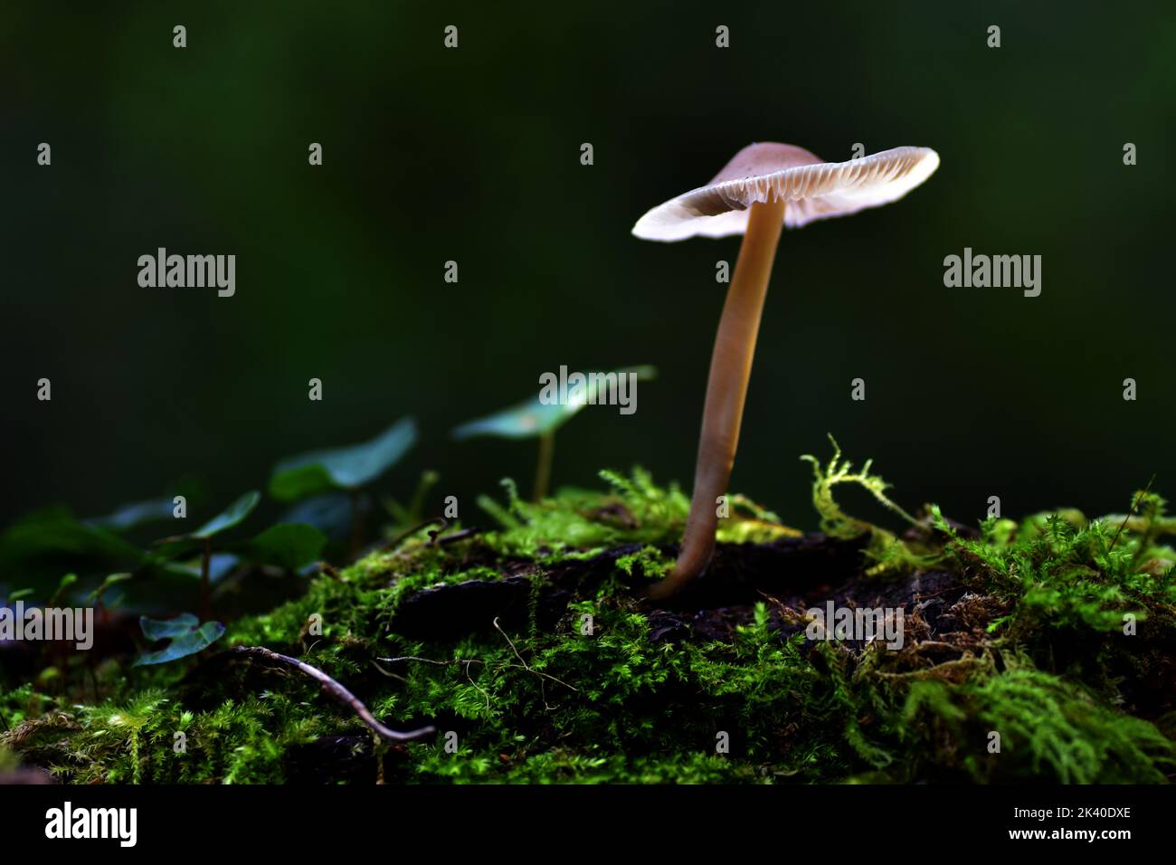 Mycena spp hi-res stock photography and images - Alamy
